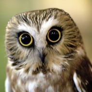 A Guide to the Spiritual & Symbolic Meaning of Birds (2026)